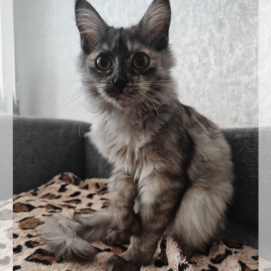 Отдам в добрые руки