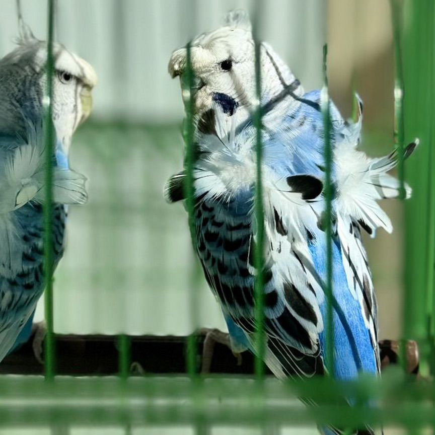 Волнистые попугаи хагаромо