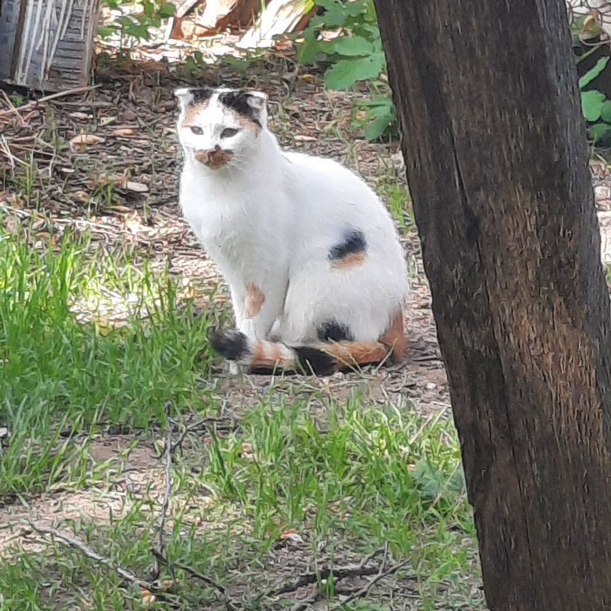 Кошки у бабушки