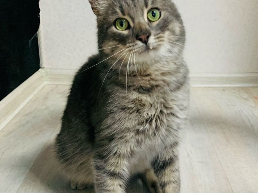 Красавец котик Гоша