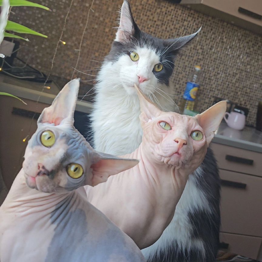 Кот и кошка сфинкс семья