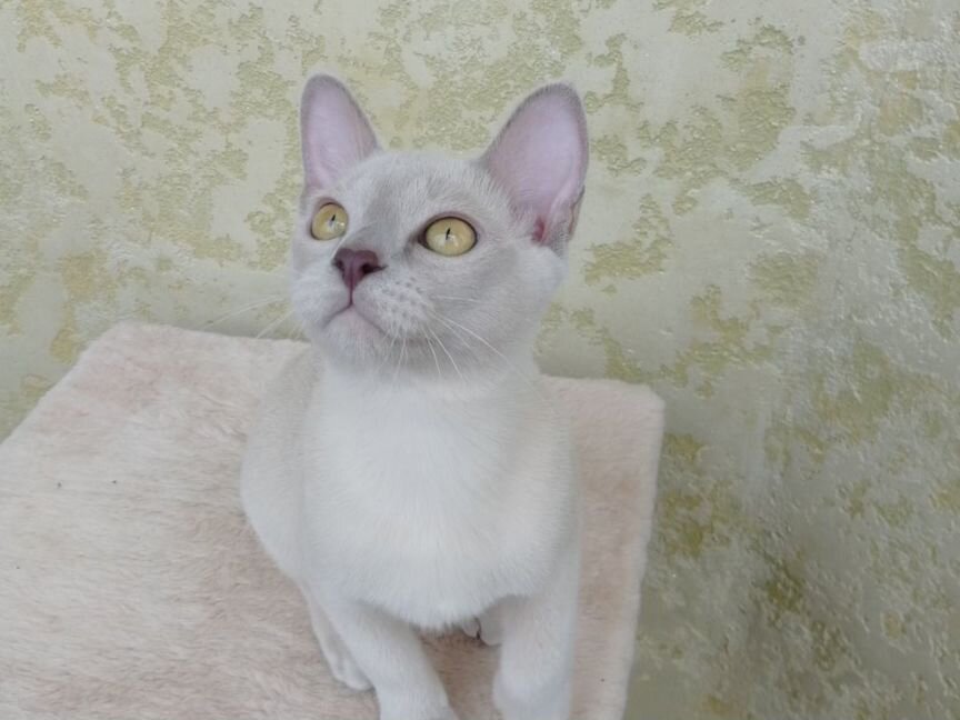 Бурманские котята лилового окраса с документами