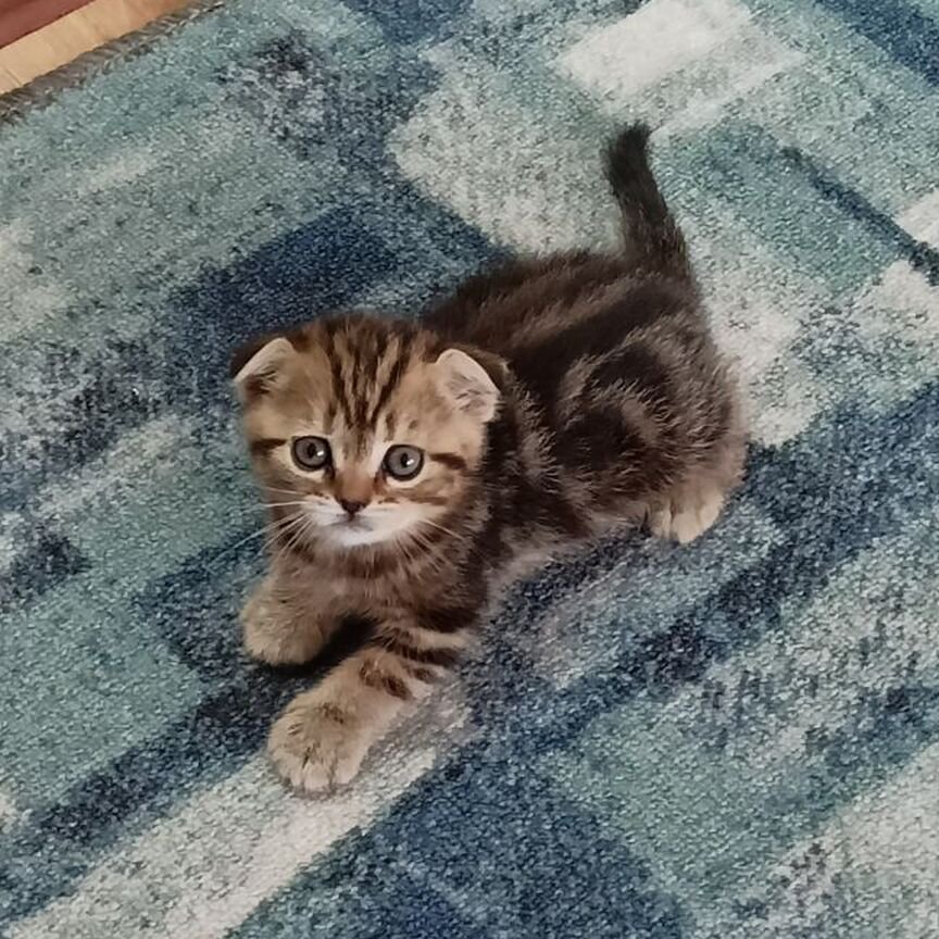 Шотландский котенок