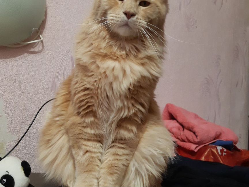 Котята Мейн-кун