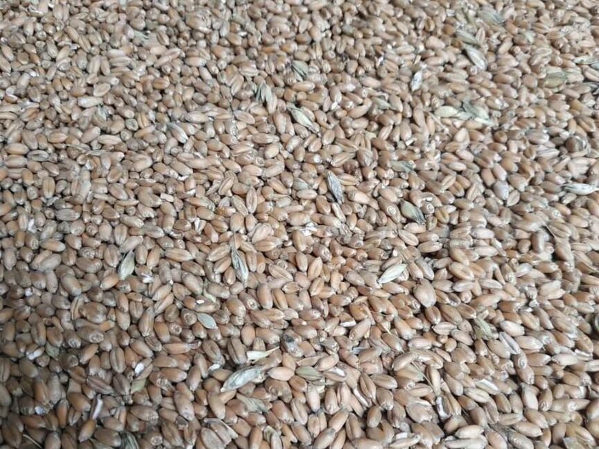 Семечко, Ячмень яровой корма