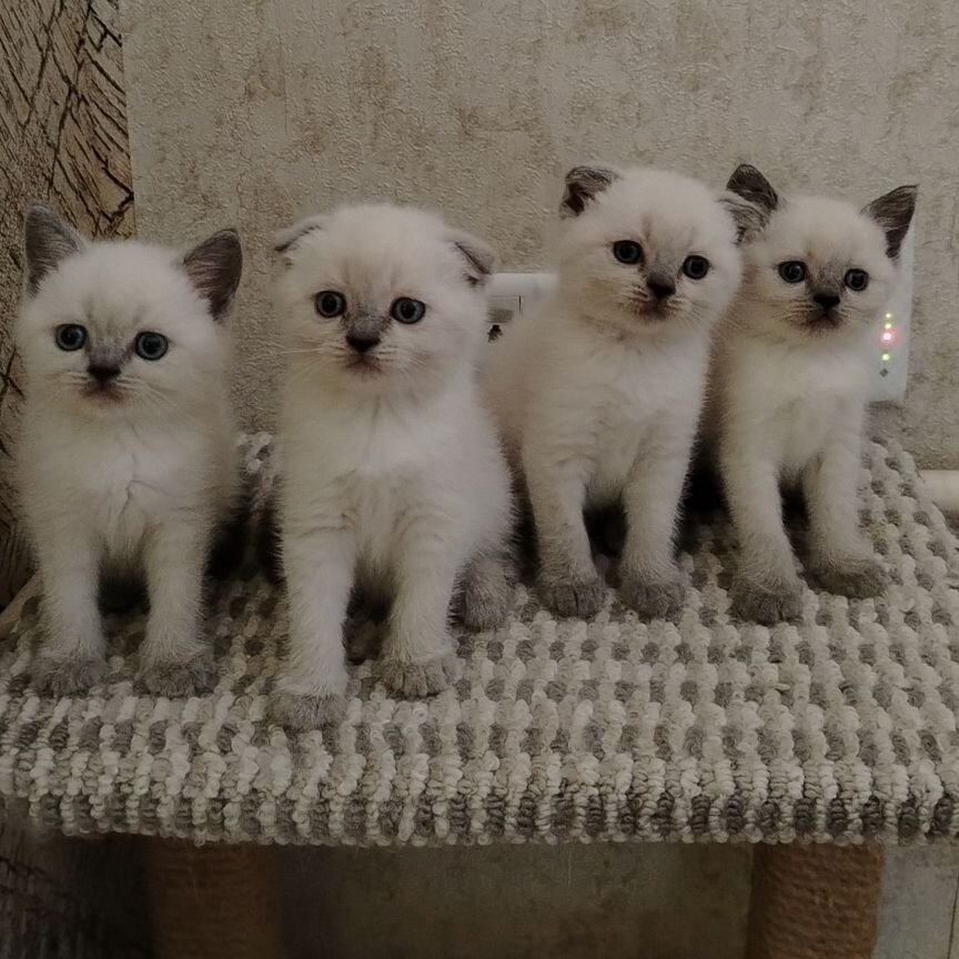Котята
