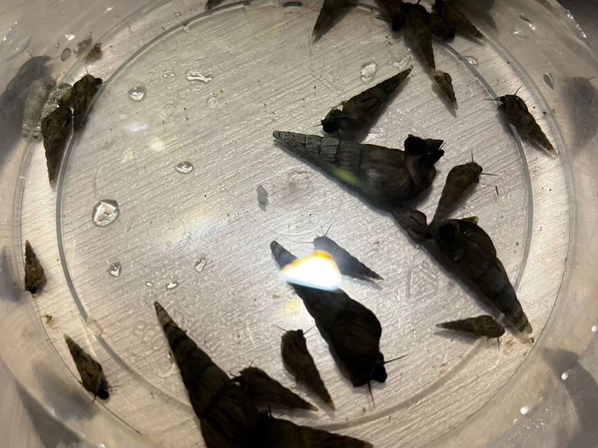 Улитки Мелании бесплатно