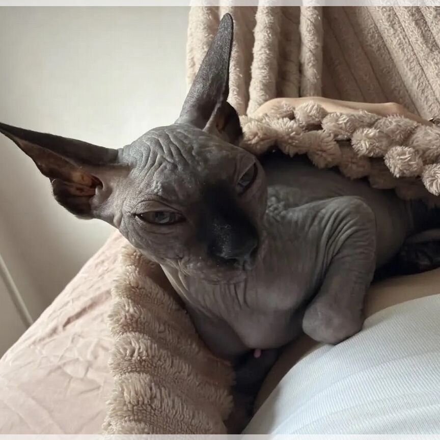 Канадский сфинкс котёнок
