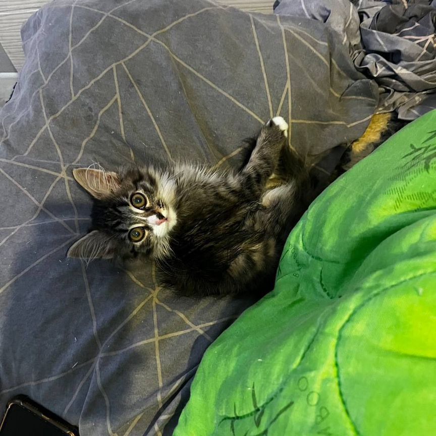 Котенок приученный к лотку