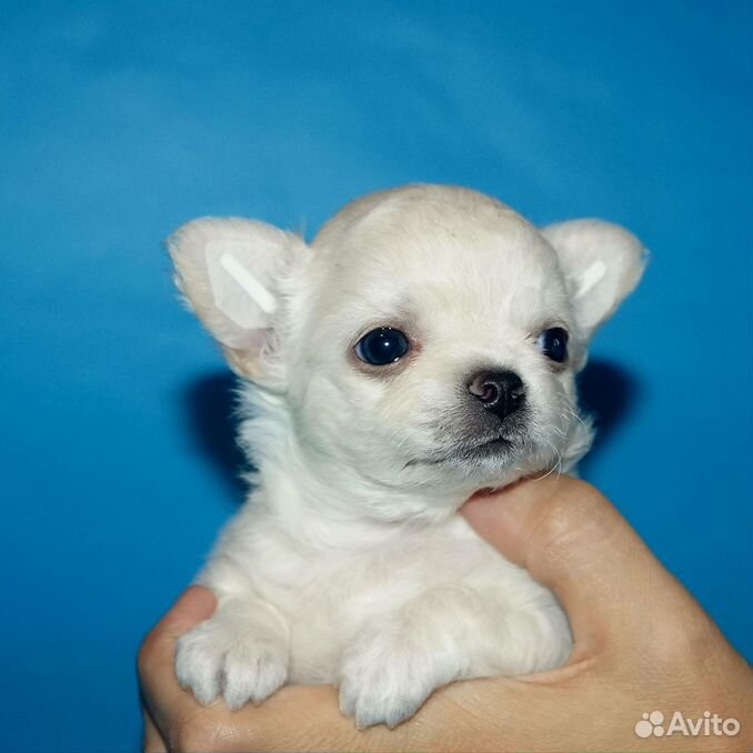 В продаже в любимцы девочка чихуахуа