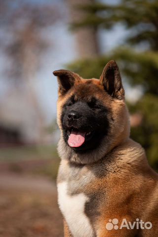 Американская акита