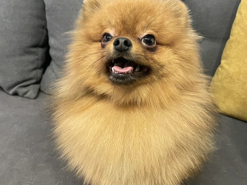 Померанский шпиц мини мальчик