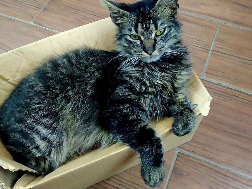 Кот окажется на улице