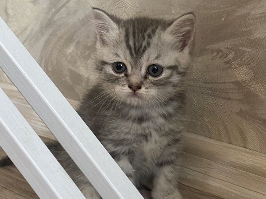 Шотландский котёнок
