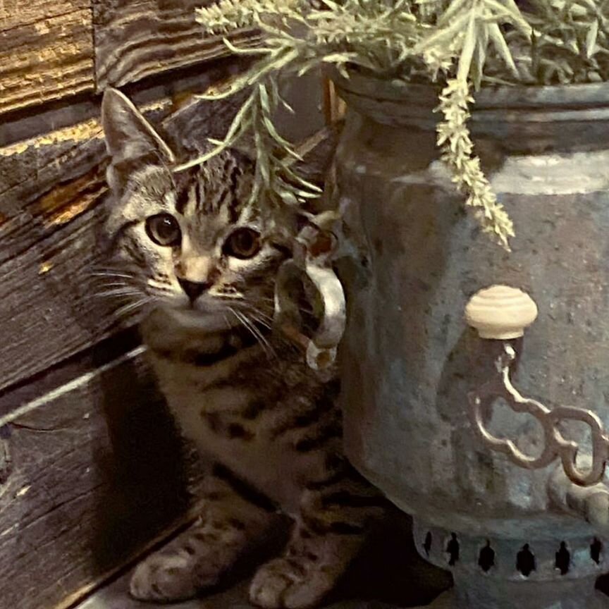 Котята самые ласковые в городе