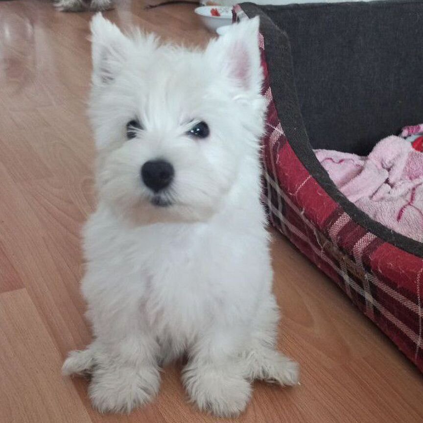 Вест-хайленд-уайт-терьер, щенок