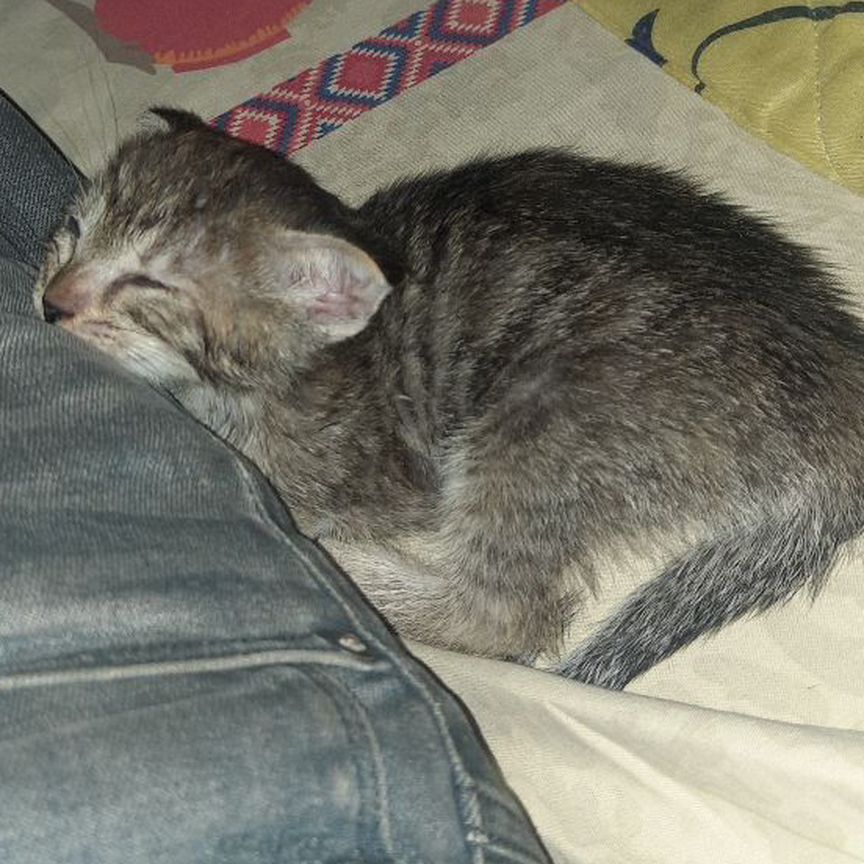Котёнок в добрые руки