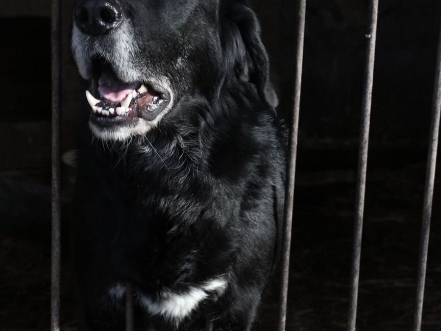 Хантер статный красавец ищет дом