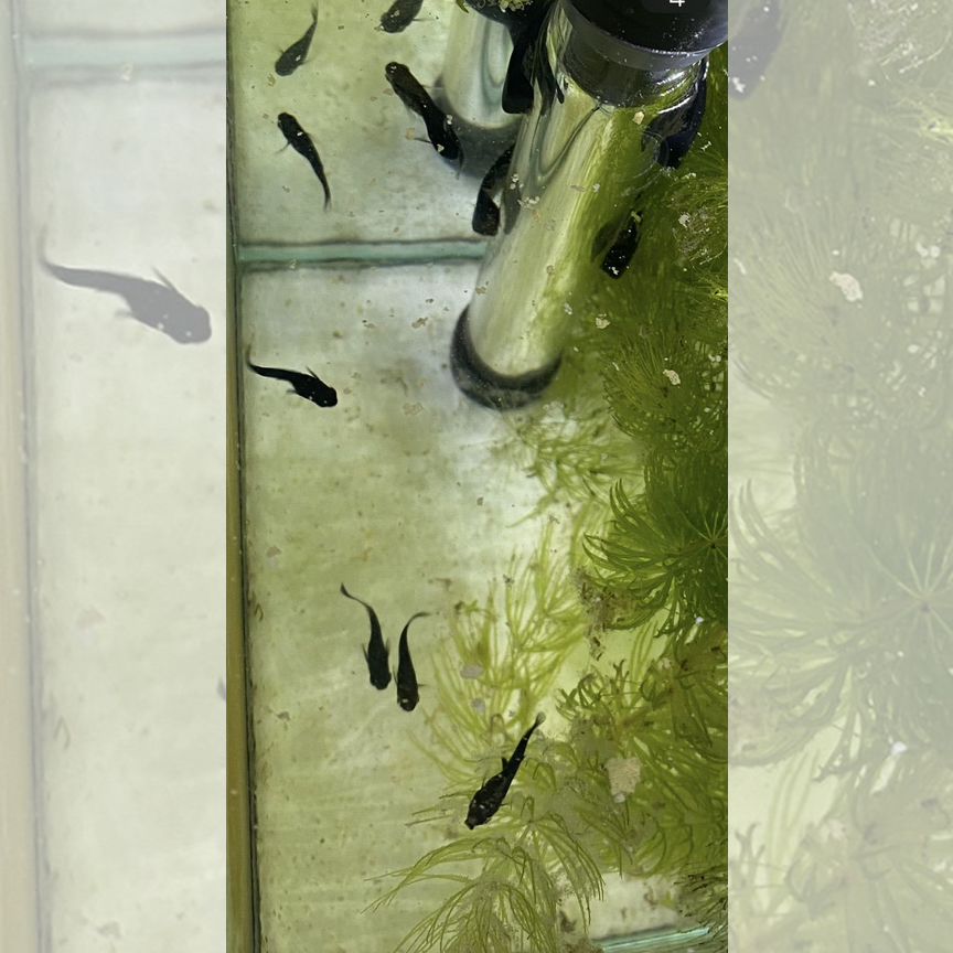 Молинезия (малыши )