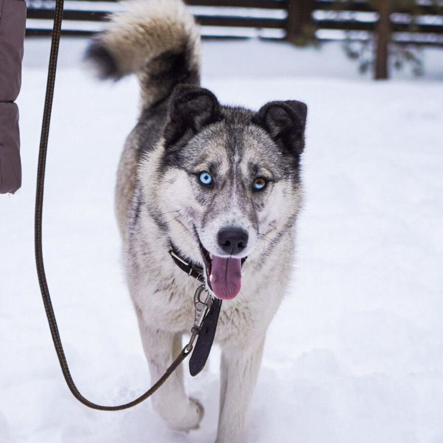 Брошенная собака в добрые руки