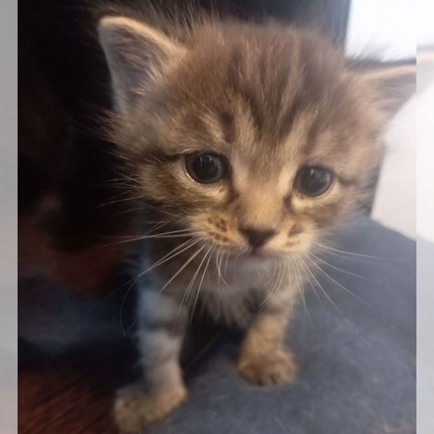 Котята в добрые руки мальчики 22 дня