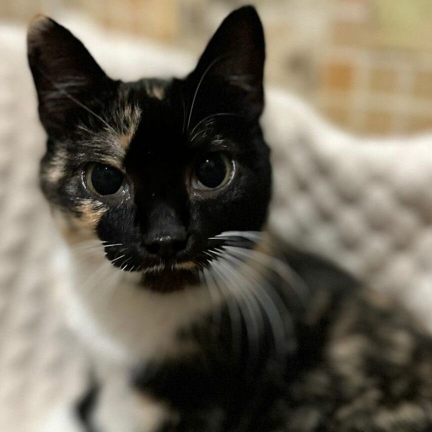 Нарядная кошечка Мотя