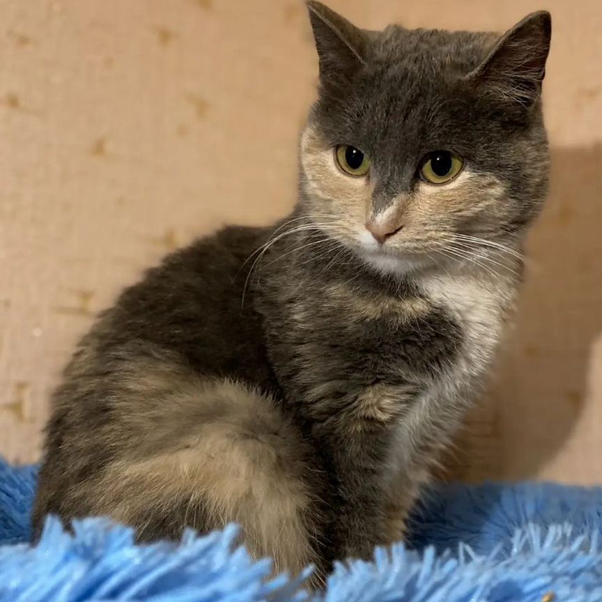 Взрослая, Девочка кошка в добрые руки