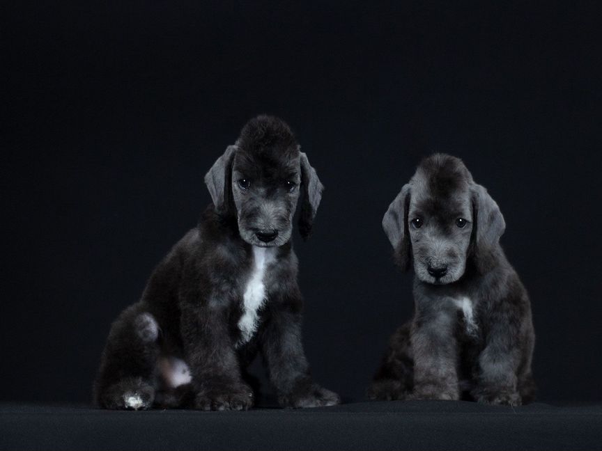 Щенок бедлингтона с шоу перспективой