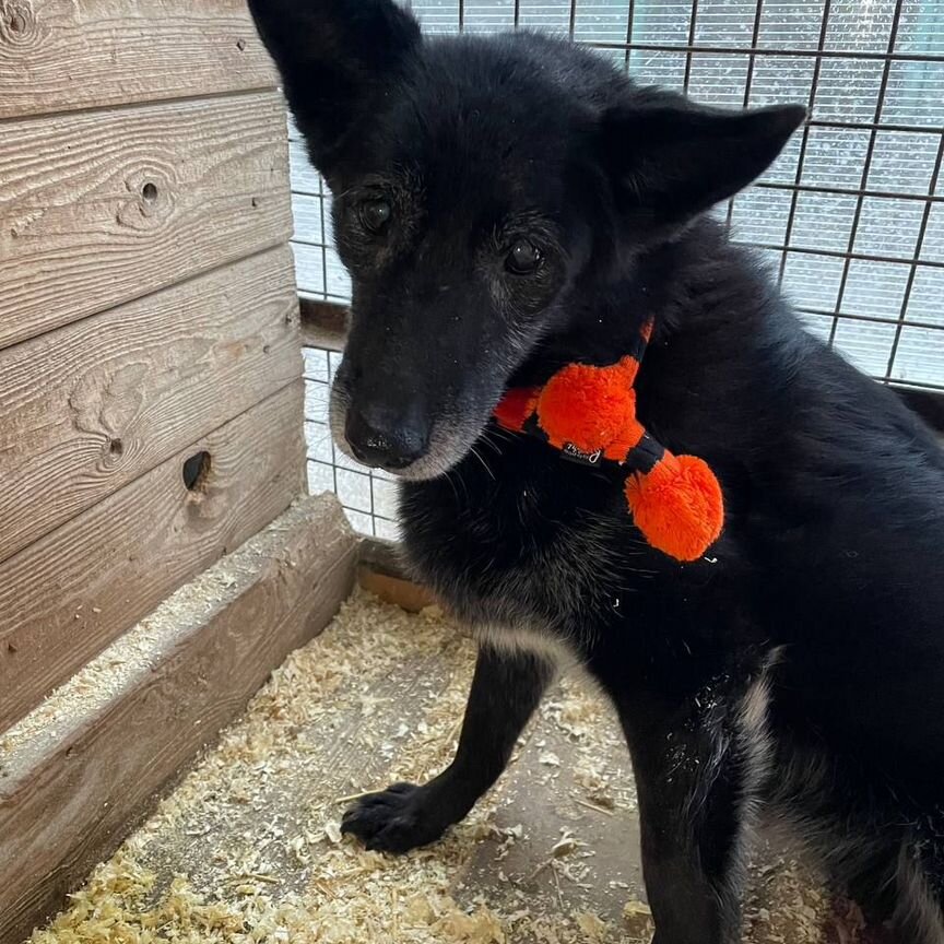 Старой собаке Кубе нужно лечение