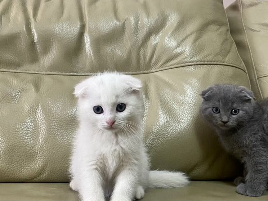 Шотландская вислоухая кошка