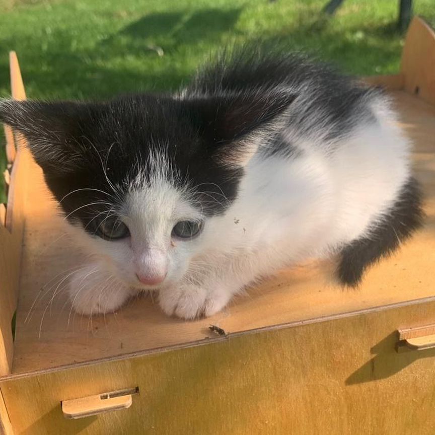 Котёнок в добрые руки
