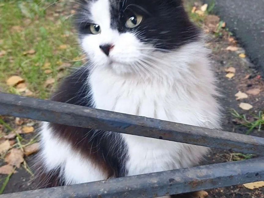 Кошка