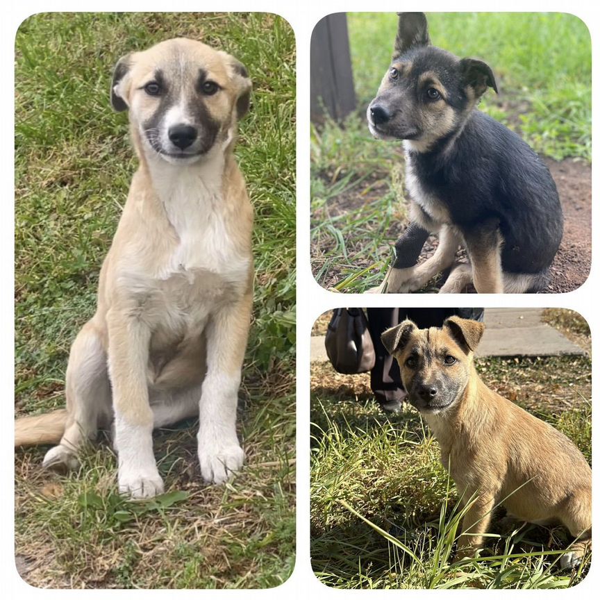 Щенки подкидыши