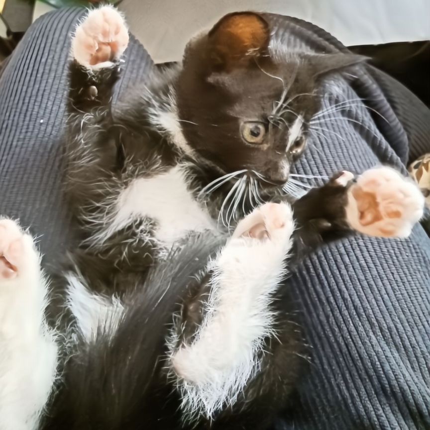 Котёнок в добрые руки