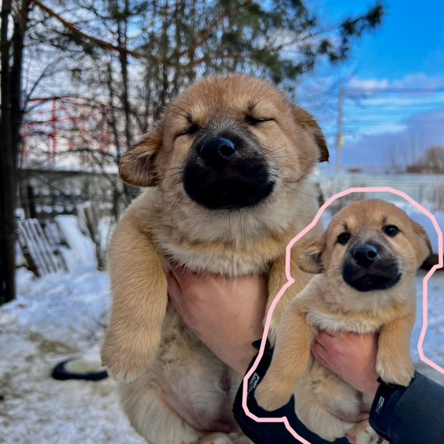 Спасенный щенок ищет дом бесплатно