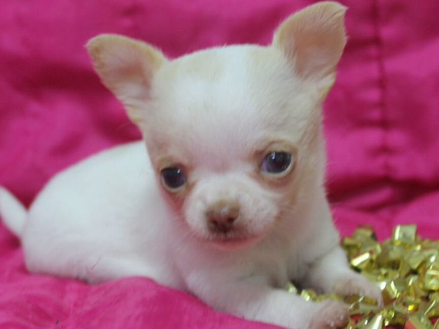Крошки чихуахуа