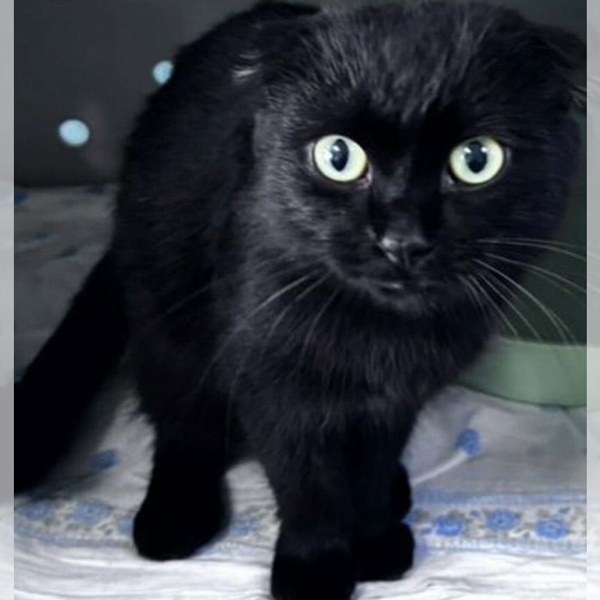 Шотландский вислоухий короткошёрстный кот, взрослый