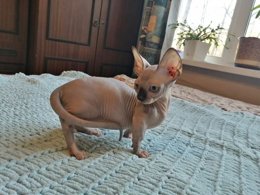 Мальчик бамбино