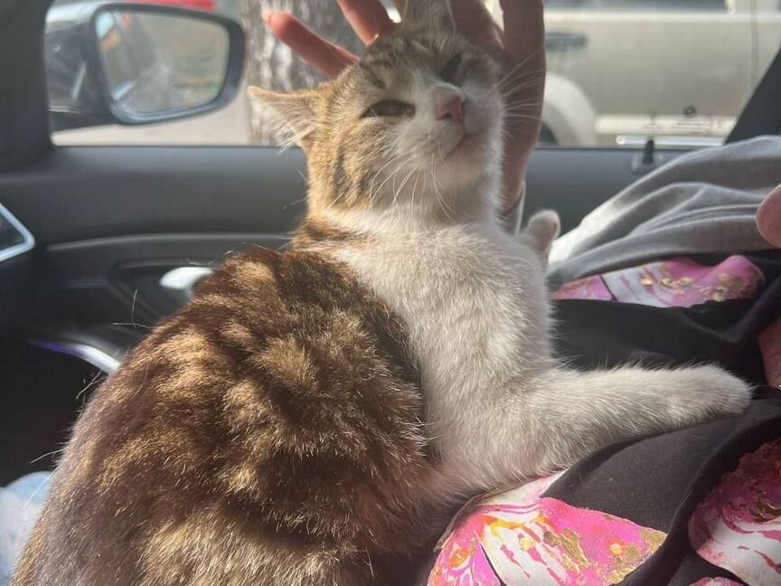 Кошечка мира ждёт Вас