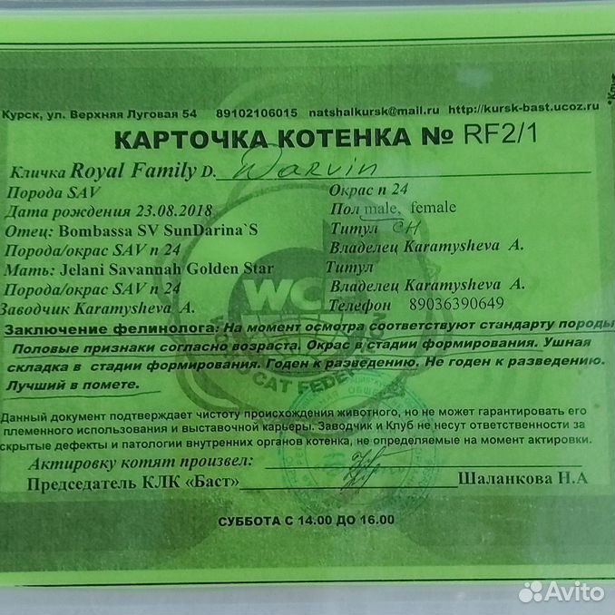 Саванна Ф5 кот
