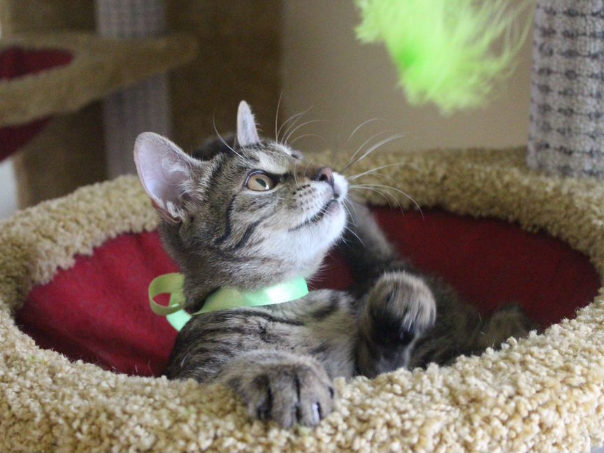 Котенок Варенька