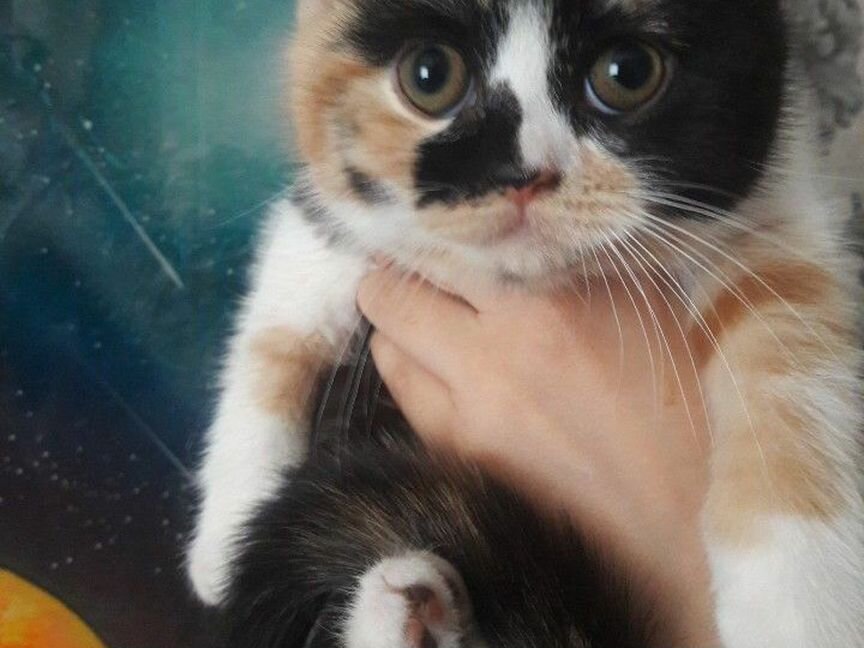 Шотландская прямоухая кошка. Отдам в хорошие руки