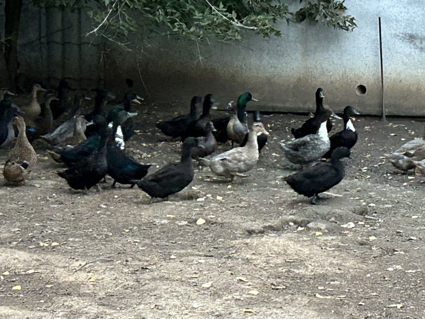 Утки каюги