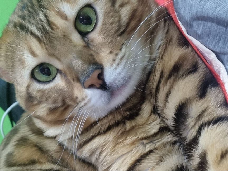 Бенгальская кошка, кот. Не кастрирован