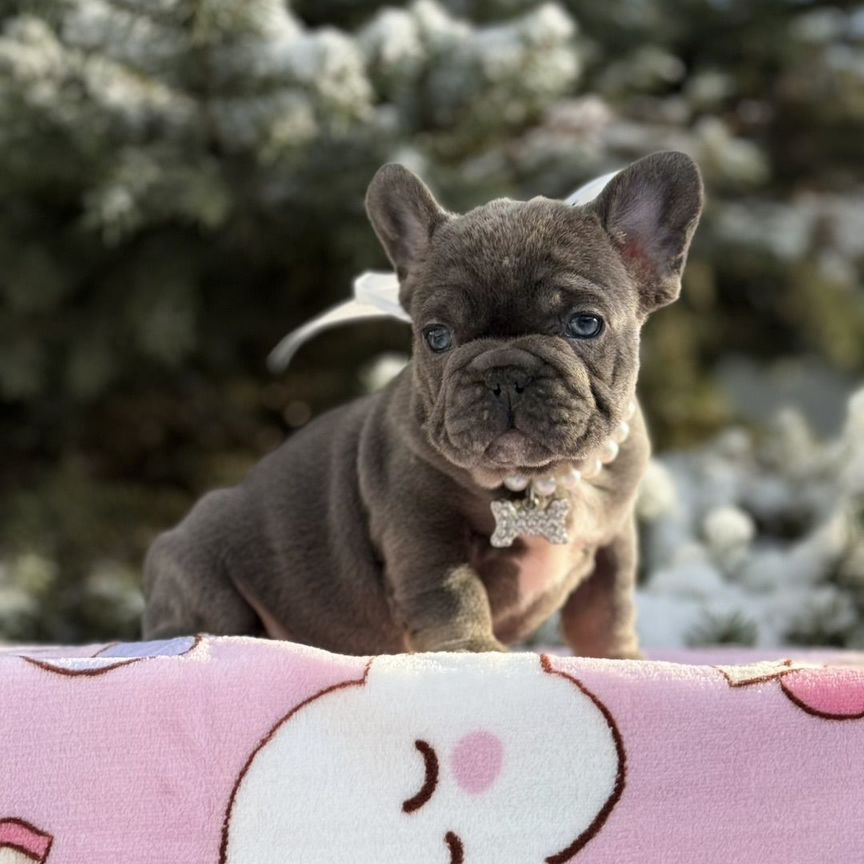 Французский бульдог, щенок