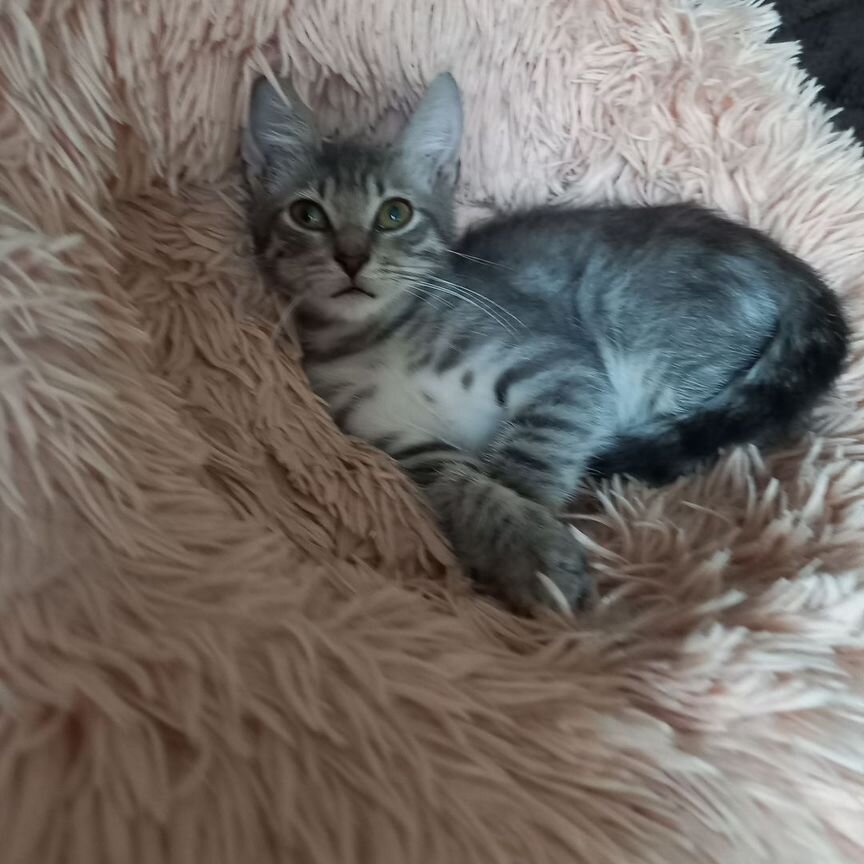 Котенок, Серо - голубой мальчик