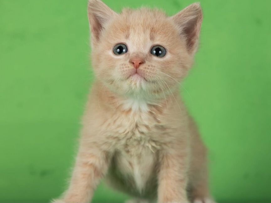 Персиковые котята в добрые руки в дар