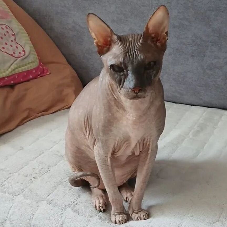 Донской сфинкс, взрослая кошка