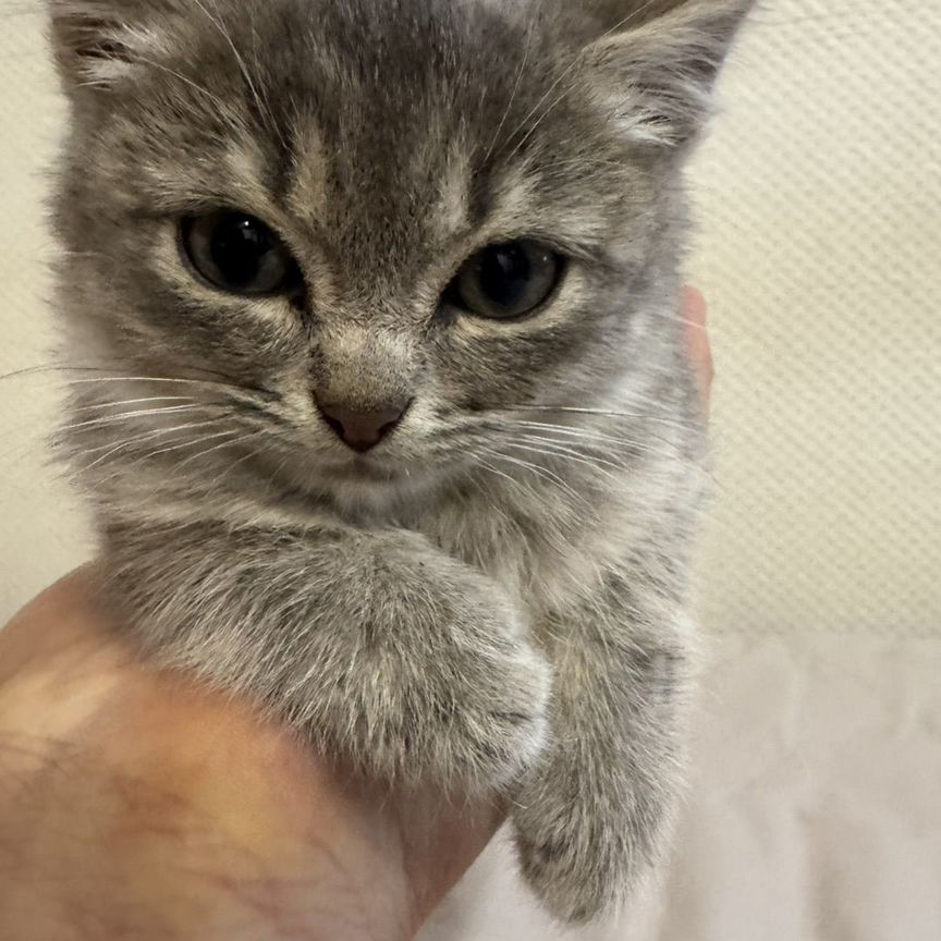 Котёнок серенький
