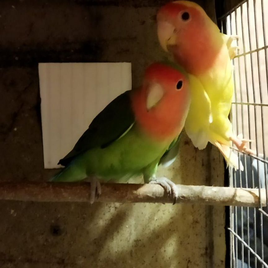 Попугай неразлучники